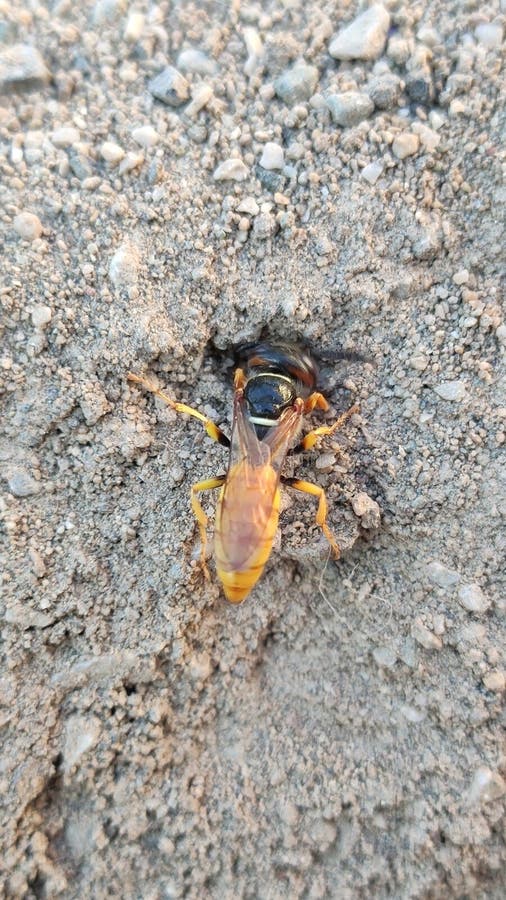 Ground Bees Become Active in Early Spring. Stock Image - Image of ...
