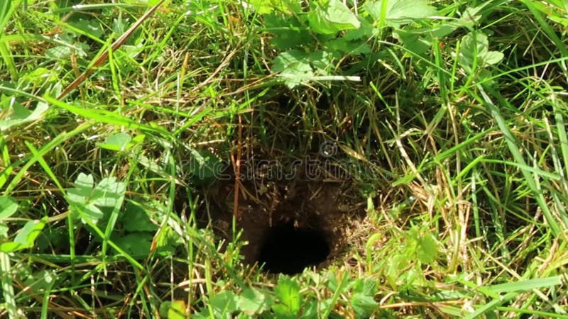 Ground Bees Nesting, Flying into Their Nest, Hole in Ground Stock ...