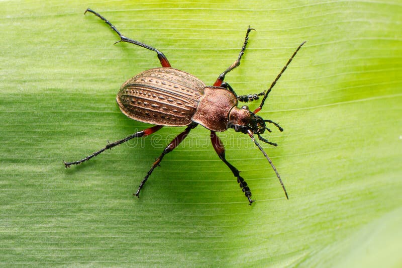 Ground Beetle on a Bright Green Leaf Stock Photo - Image of leaf ...
