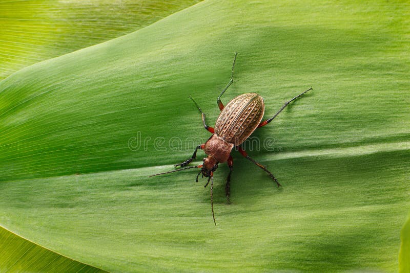 2,496 Green Ground Beetle Stock Photos - Free & Royalty-Free Stock ...
