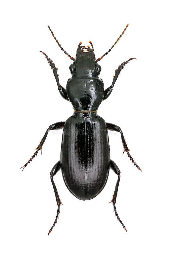 Ground Beetle Broscus Cephalotes Stock Image - Image of isolated ...