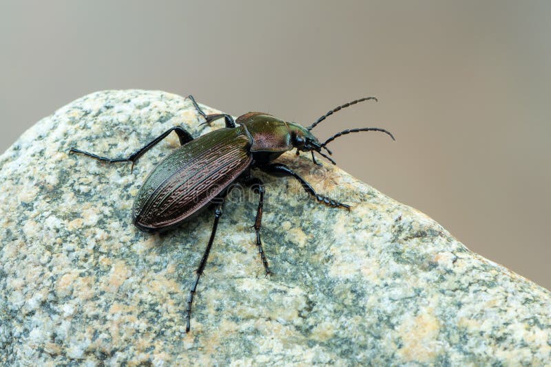 A Ground Beetle - Carabus Monilis Stock Image - Image of animal ...