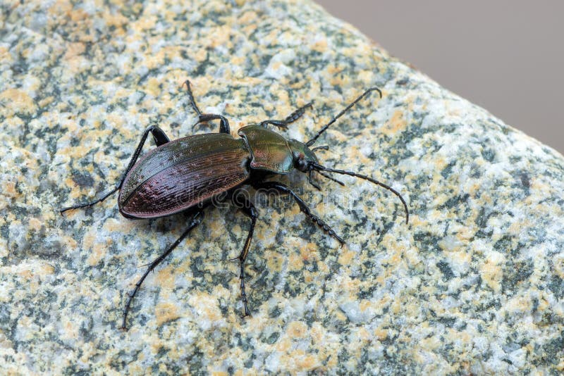 A Ground Beetle - Carabus Monilis Stock Image - Image of ground, macro ...