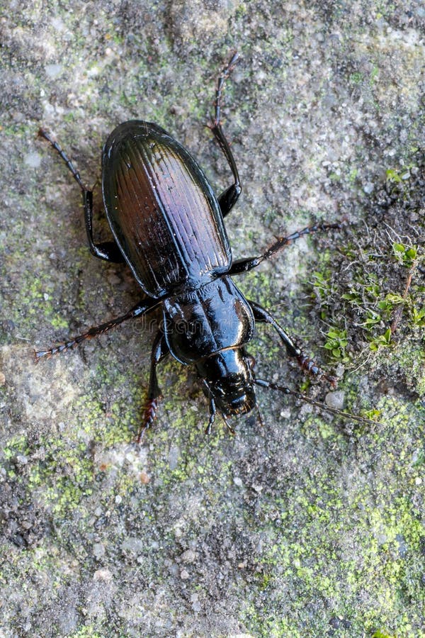 A Ground Beetle - Pterostichus Foveolatus Stock Photo - Image of ground ...