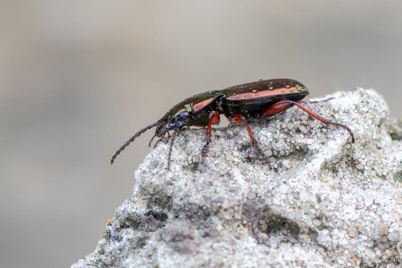 A Ground Beetle - Pterostichus Pilosus Stock Image - Image of violet ...
