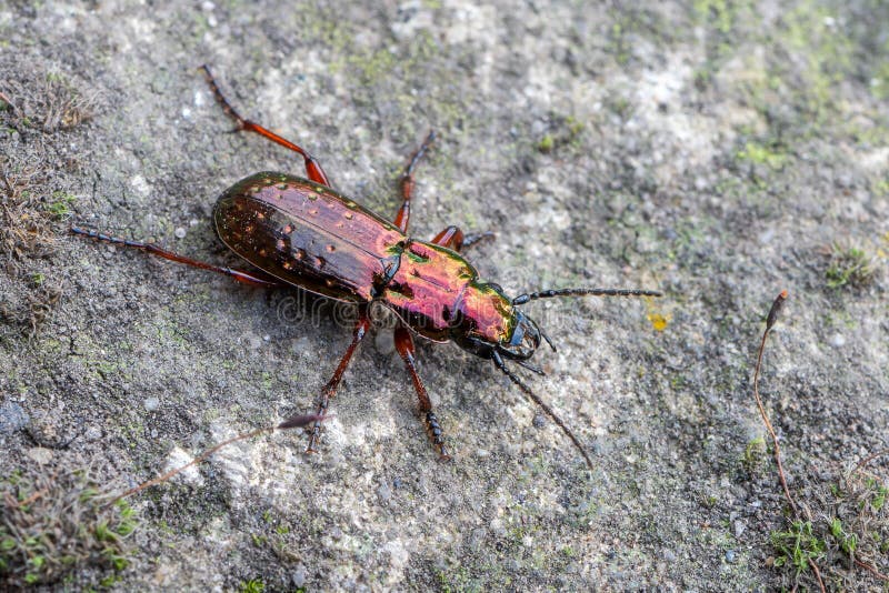 A Ground Beetle - Pterostichus Pilosus Stock Image - Image of imago ...