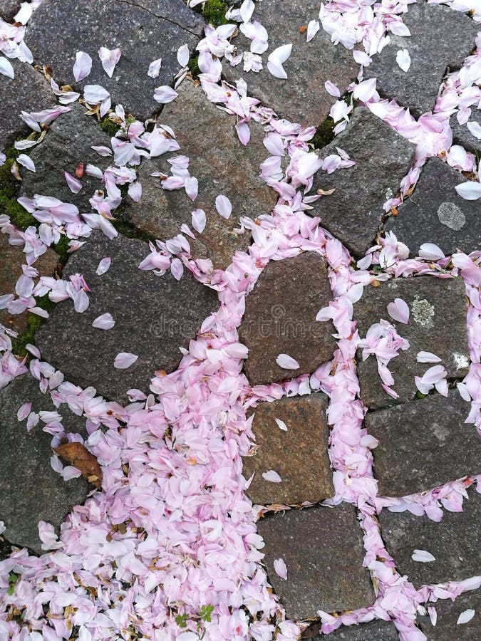 Ground Being Bathed with Fallen Cherry Flower Stock Photo - Image of ...