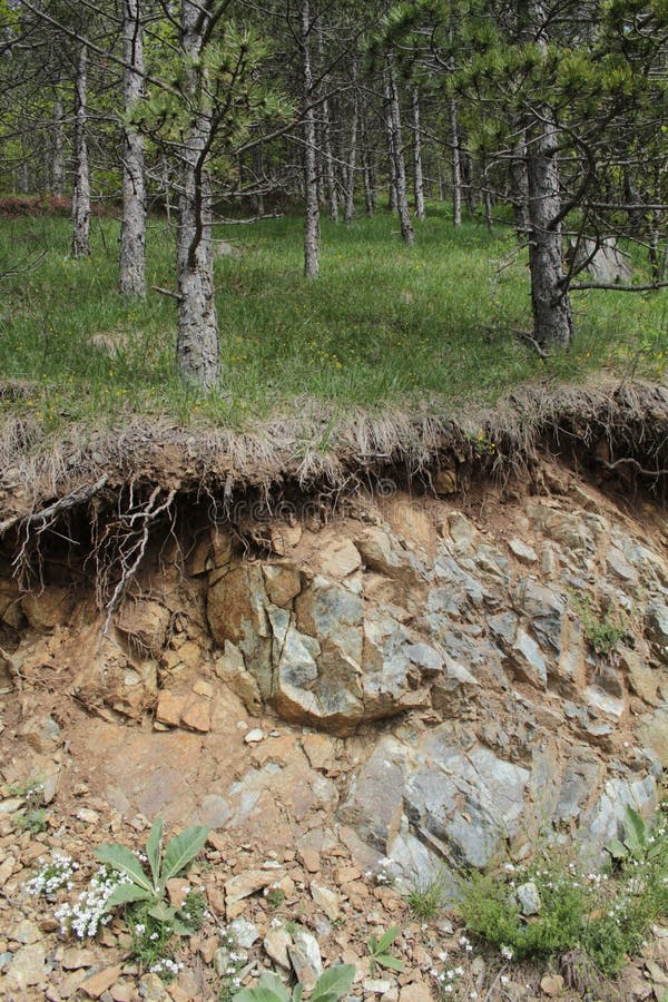 Ground beneath the forest stock image. Image of landscape - 65084221