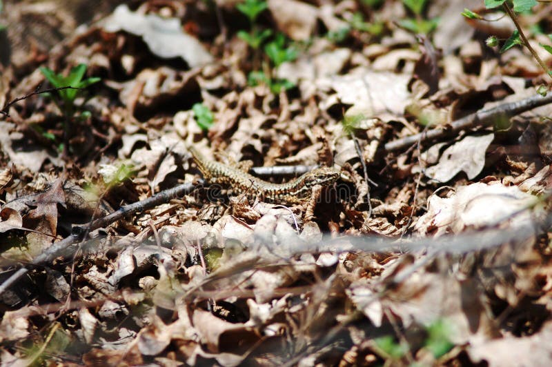 Viper on a brown leaf. stock image. Image of branches - 114030387