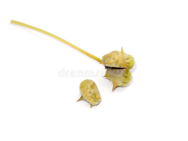 Ground Bur-nut stock photo. Image of herb, fruit, devils - 284637372