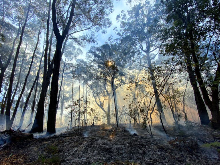 Bushfire Mitigation Burn stock image. Image of environmental - 232438747