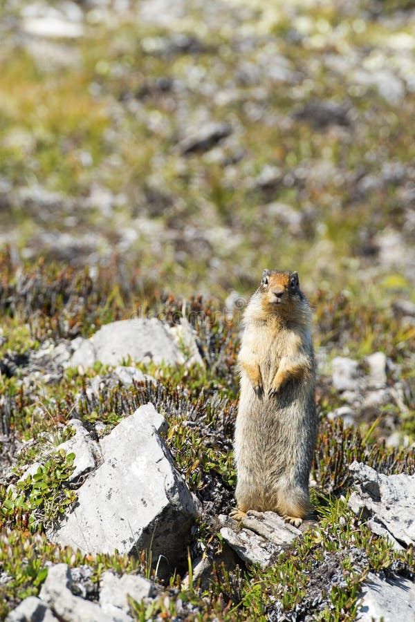 Ground canadian squirrel stock photo. Image of grey, fluffy - 33321826