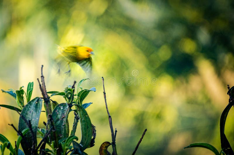 Ground Canary (Sicalis Flaveola) Taking Flight from a Bush of a Tree ...
