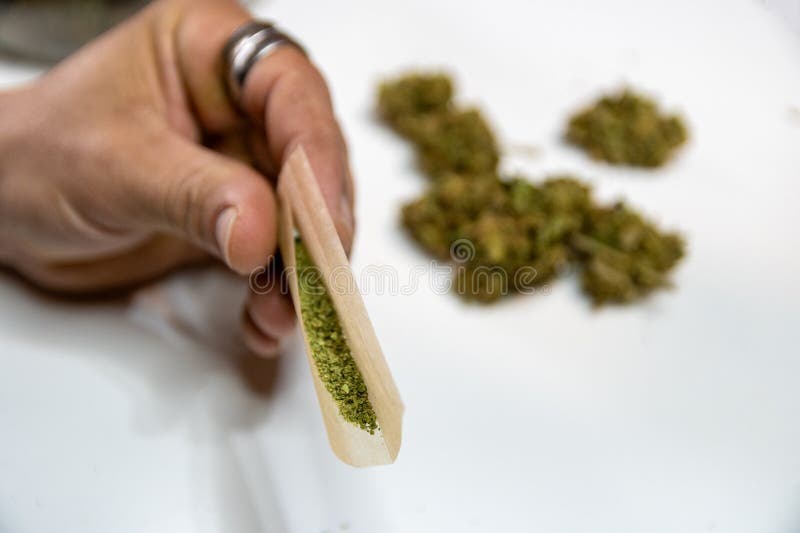 Ground Cannabis, To Roll a Marijuana Joint Stock Photo - Image of ...