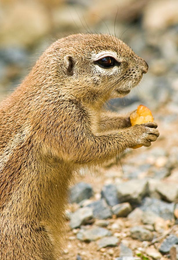 Cape Squirrel stock photo. Image of animal, ground, fauna - 38162242