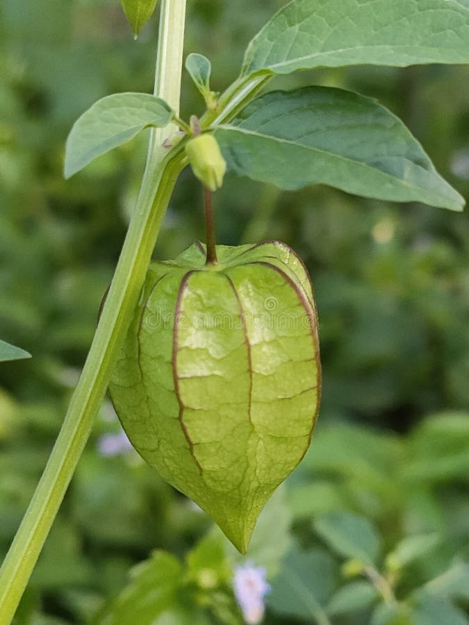 Wild fruit Ground cherry stock photo. Image of natural - 281159594