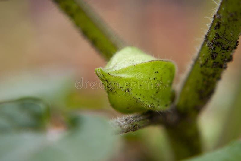 Ground Cherry Tomato stock photo. Image of natural, ground - 32562144