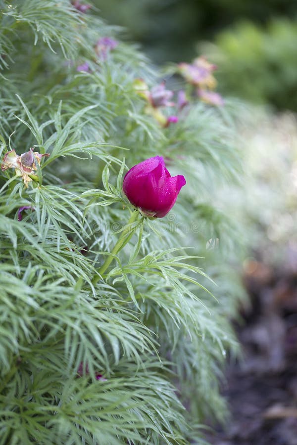 Ground Clematis stock image. Image of bloom, ranunculaceae - 57721275