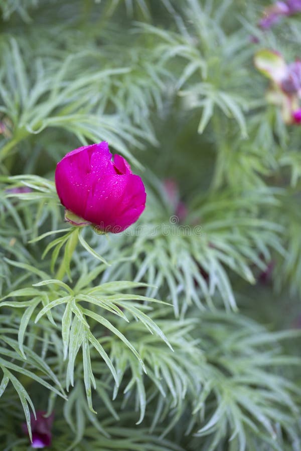 Ground Clematis stock image. Image of garden, purpurea - 57721279