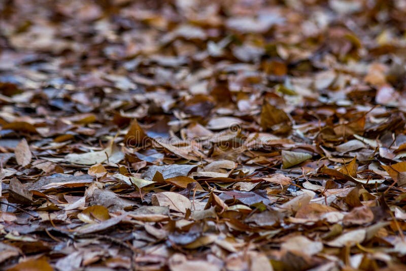 Various Dead Tree Leaves in Fall Colors Floating on Water Surface with ...
