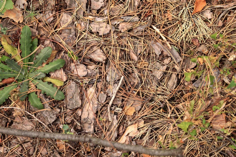 Ground in a Coniferous Forest, Top View Stock Image - Image of nature ...
