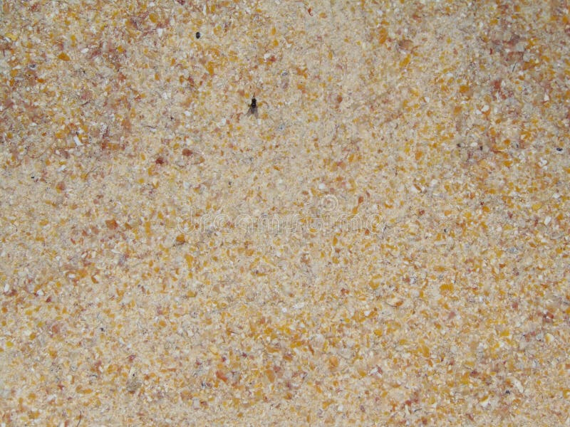 Ground Corn at Farm in Maramures Stock Image - Image of farm, food ...