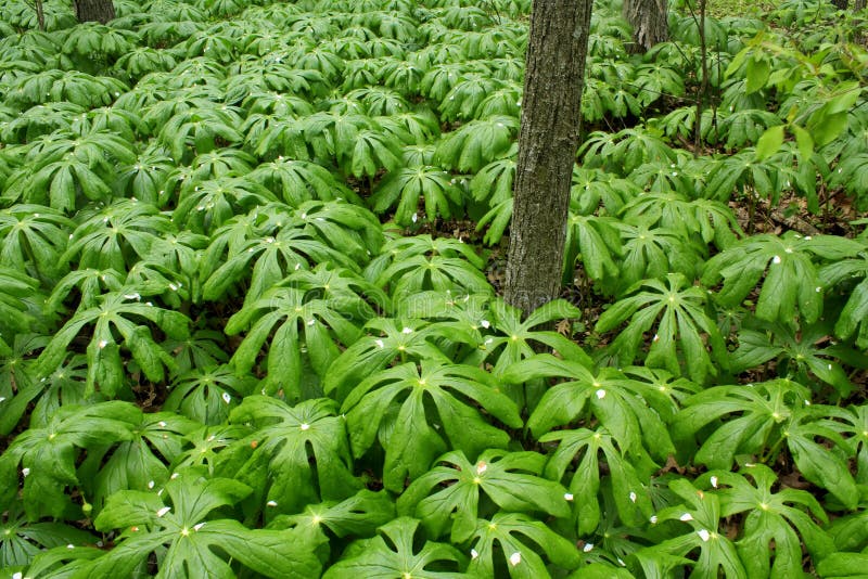 Ground Cover in the forest stock photo. Image of county - 14106738