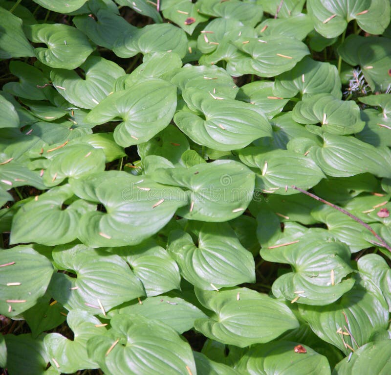 Ground Cover on Forest Floor Stock Image - Image of cover, ground: 5529239