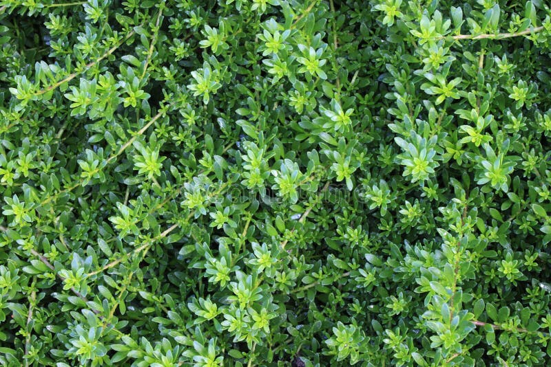 Ground cover stock photo. Image of cover, tropical, bright - 60928444