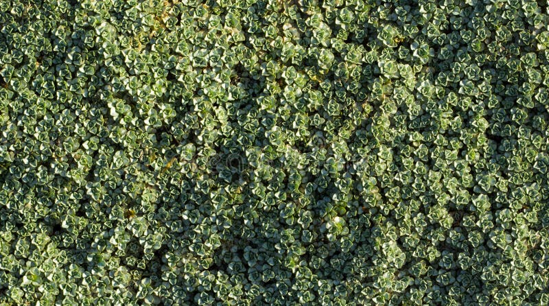 Ground Cover Plant stock photo. Image of background, coverage - 30422284
