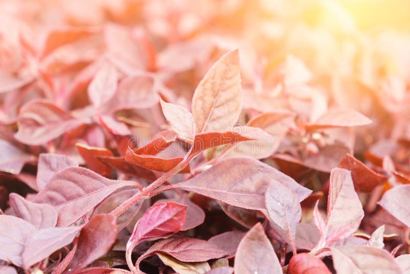 Ground Cover Plants Making Light Soft Stock Photo - Image of flower ...