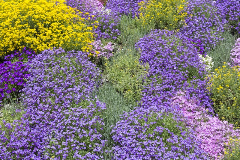 Ground Cover Plants in Spring Stock Photo - Image of caucasica, ground ...
