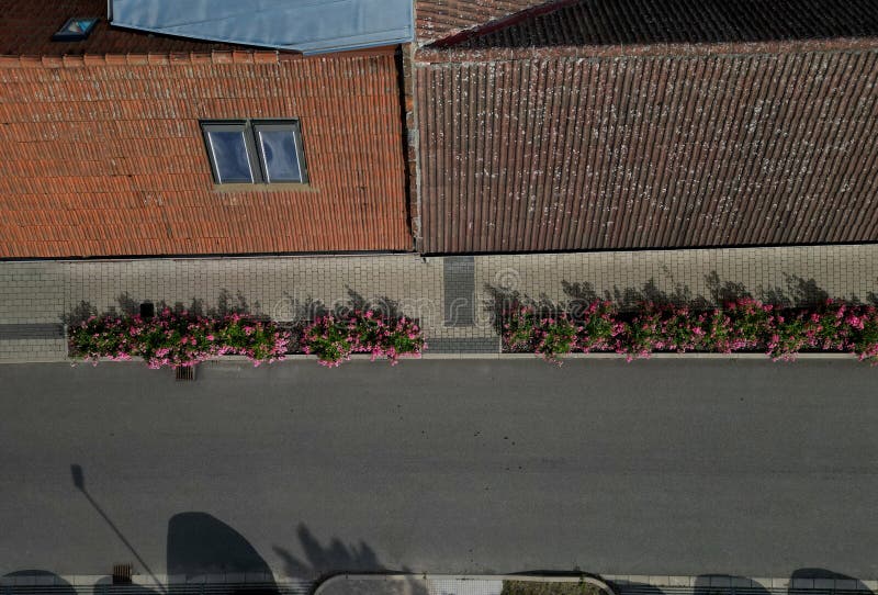 Ground Cover Roses are Characterized by Compact Low Growth. Stock Image ...