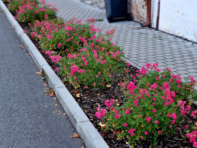 Ground Cover Roses are Characterized by Compact Low Growth. the Shoots ...
