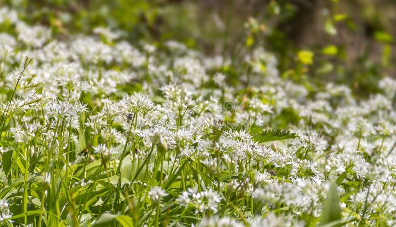 Ground cover vegetation stock image. Image of time, herb - 93993261