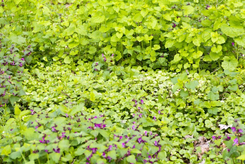 Ground cover vegetation stock image. Image of flourish - 93993401