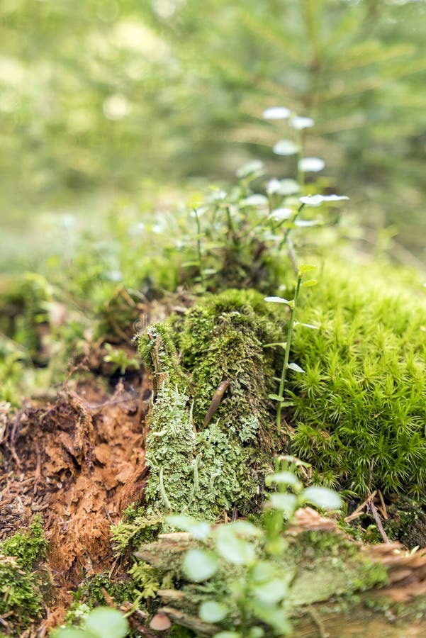 Ground cover vegetation stock image. Image of moss, foliage - 102625335