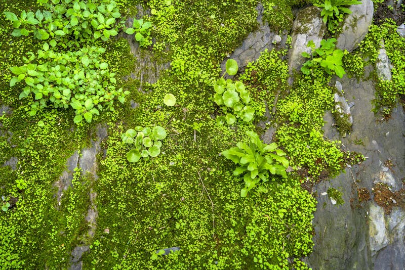 Ground cover vegetation stock image. Image of vegetation - 375192815