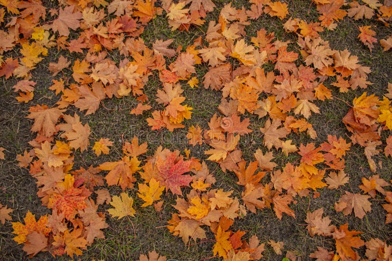 The Ground is Covered with Autumn Leaves Stock Photo - Image of grass ...