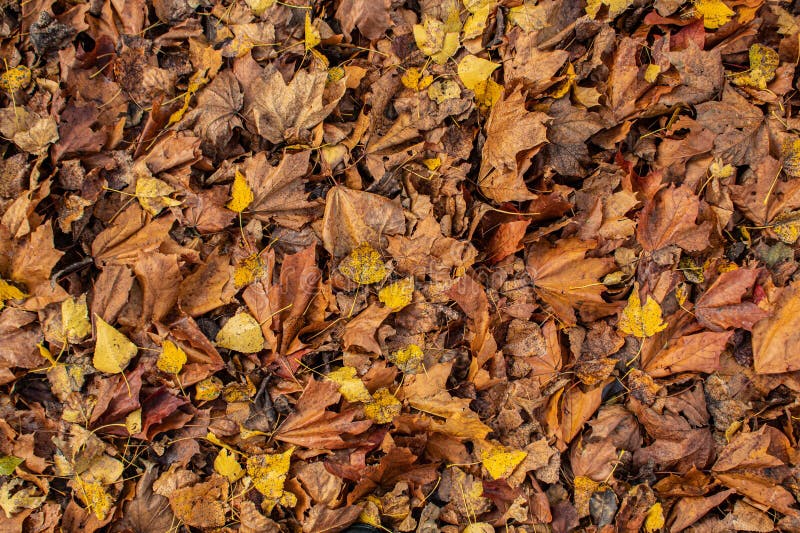 The Ground is Covered with Autumn Leaves Stock Photo - Image of trunk ...