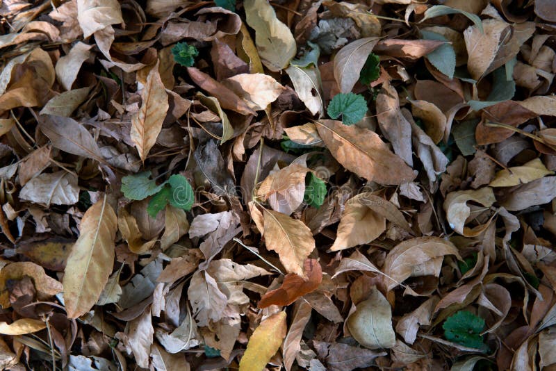 Ground Covered with Dead Leaves Outdoors in Autumn Stock Photo - Image ...