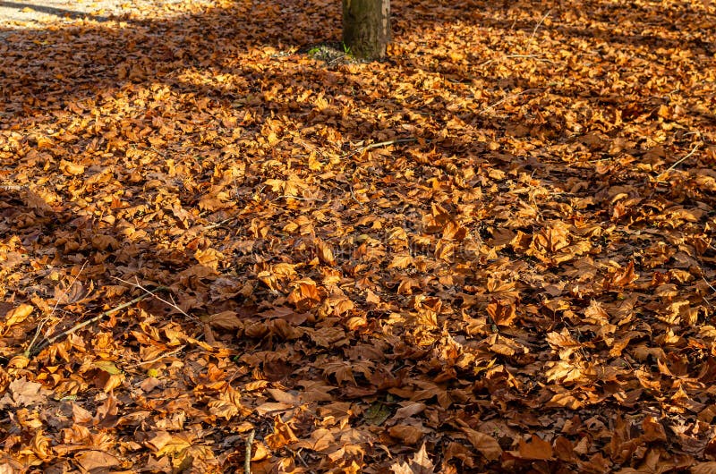 Ground Covered with Fallen Leaves in a Forest Eastern Plane Trees in ...