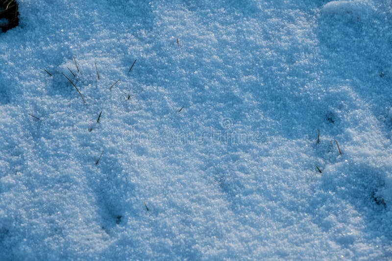 Ground Covered in Frozen Snow with Small Grass Straws Peeking through ...