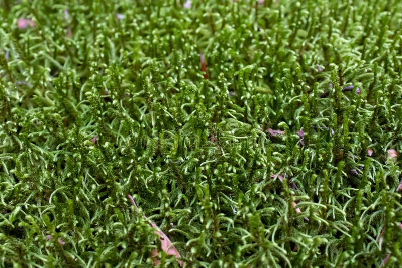 Ground Covered with Green Moss Close Up Stock Image - Image of sunbeam ...