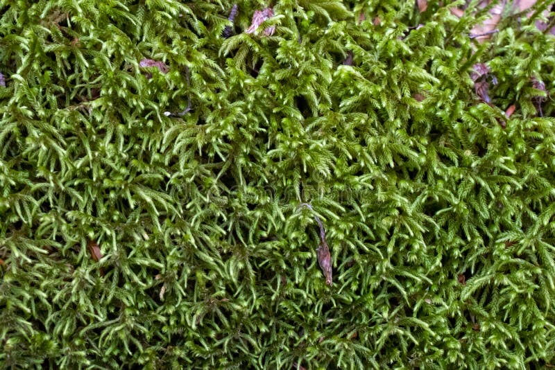 Ground Covered with Green Moss Close Up Stock Image - Image of sunshine ...