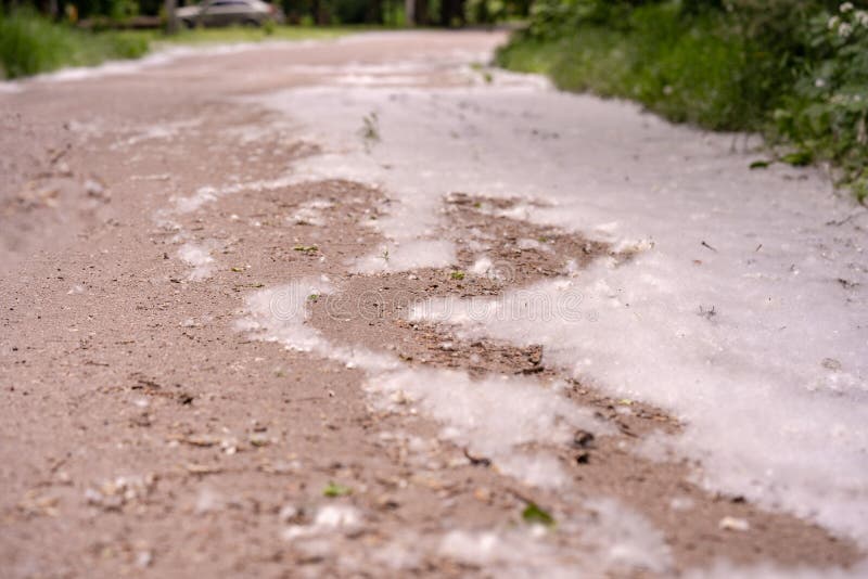 Ground Covered with a Lot of Poplar Fluff Stock Image - Image of grass ...