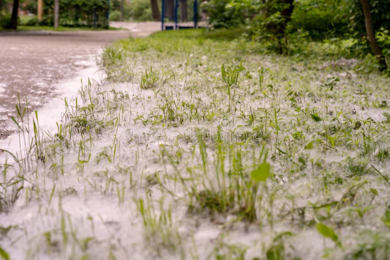Ground Covered with a Lot of Poplar Fluff Stock Photo - Image of cover ...
