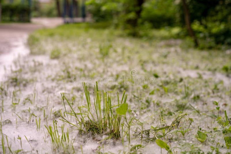 Ground Covered with a Lot of Poplar Fluff Stock Image - Image of ...