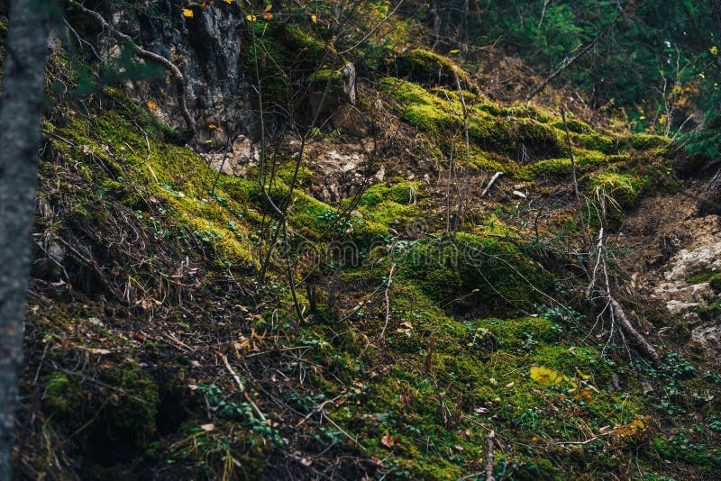 Ground Covered with Moss with Protruding Roots and Branches Stock Photo ...