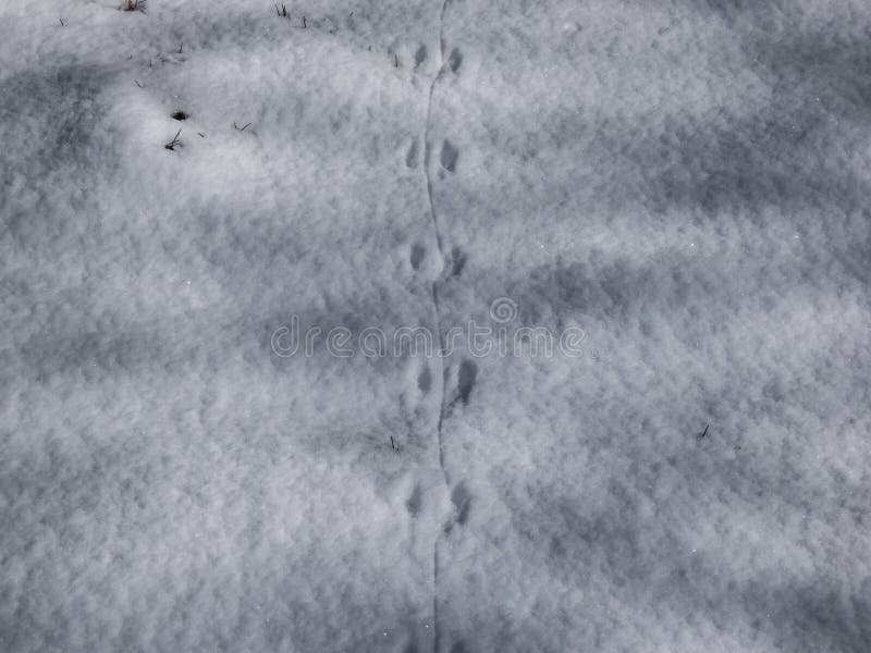 Ground with Snow and Footprints of a Mouse or a Common Vole (microtus Arvalis) Stock Photo ...